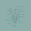 Anatomy of a Crawfish • Dusty Green – LaWe Lifestyle